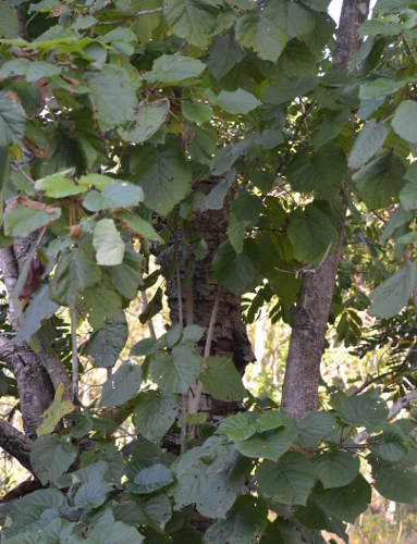 Leichardt Tree Treehugger